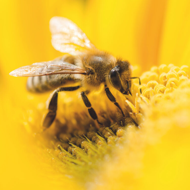 Le rôle des abeilles dans la biodiversité - Apicréa