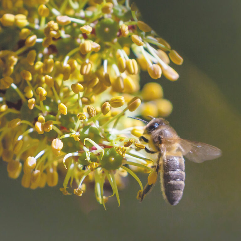 Les causes de la disparition des abeilles - Apicréa